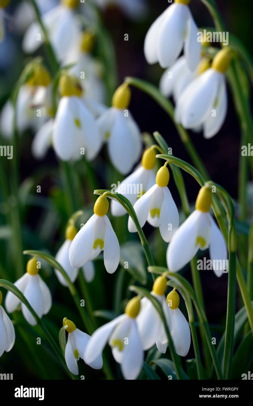 Galanthus nivalis sandersii hi-res stock photography and images - Alamy