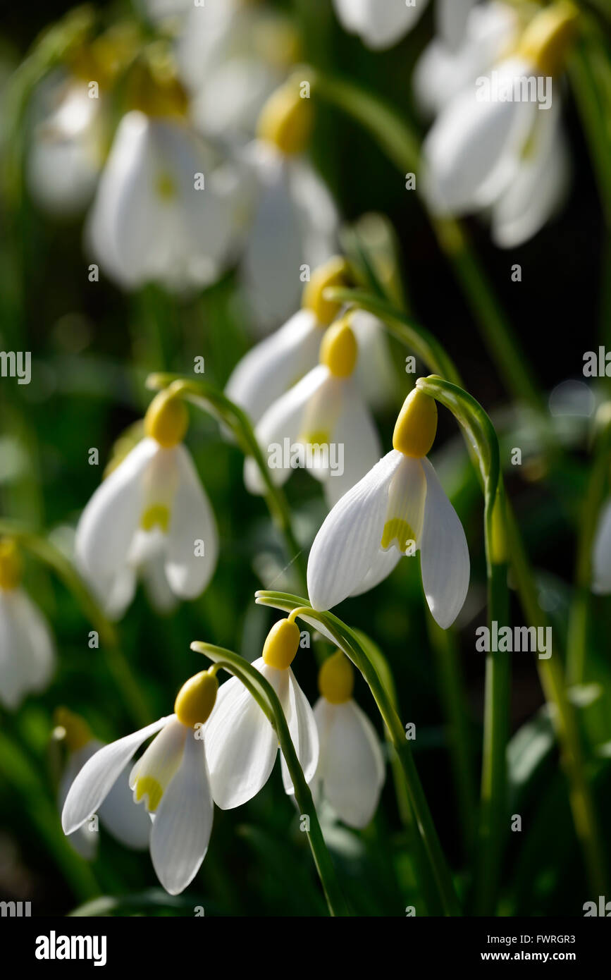 Galanthus nivalis sandersii hi-res stock photography and images - Alamy