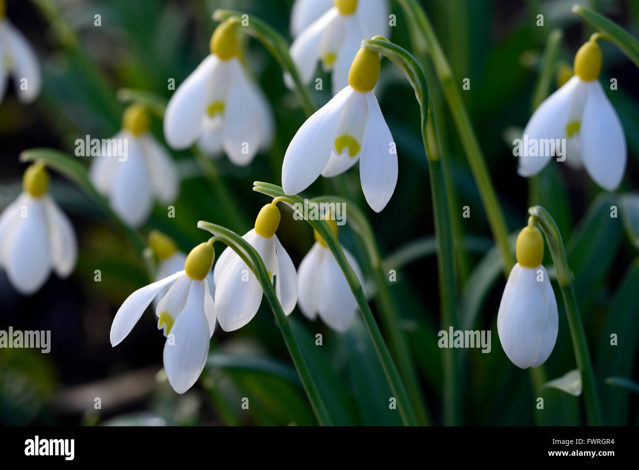 Galanthus nivalis sandersii hi-res stock photography and images - Alamy