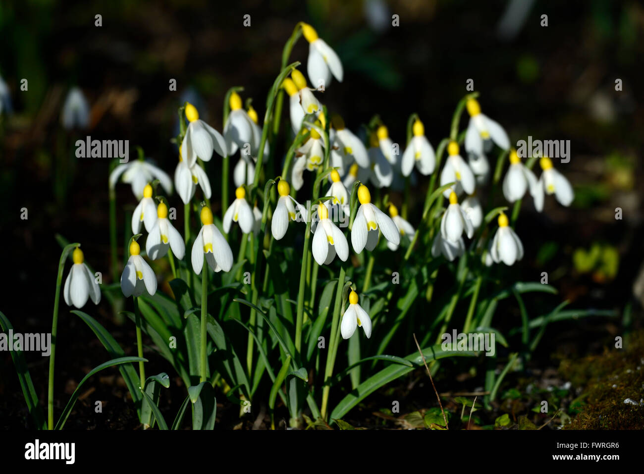 Galanthus nivalis sandersii hi-res stock photography and images - Alamy