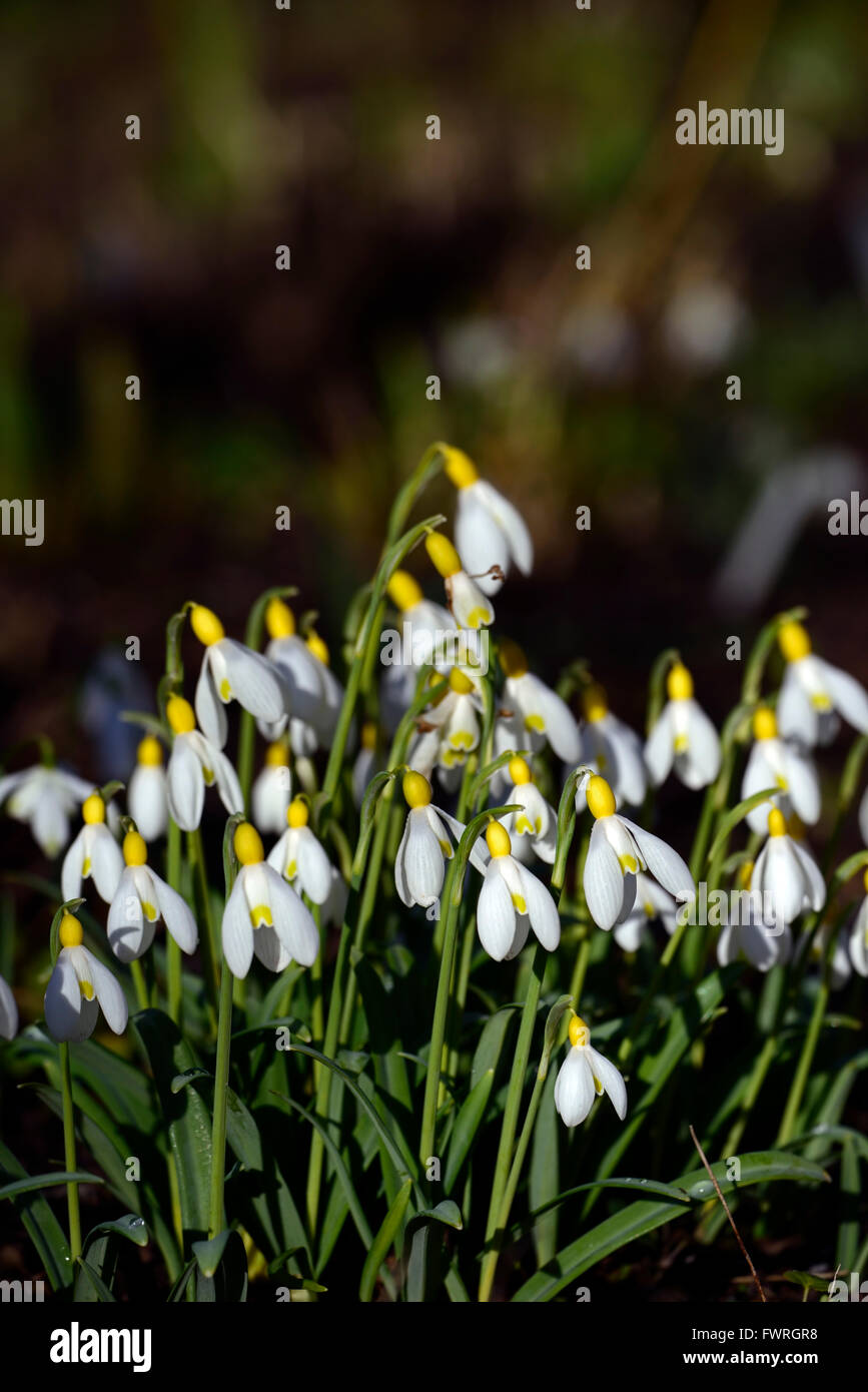 Galanthus nivalis Lowick Sandersii Group Yellow hybrid snowdrop ...