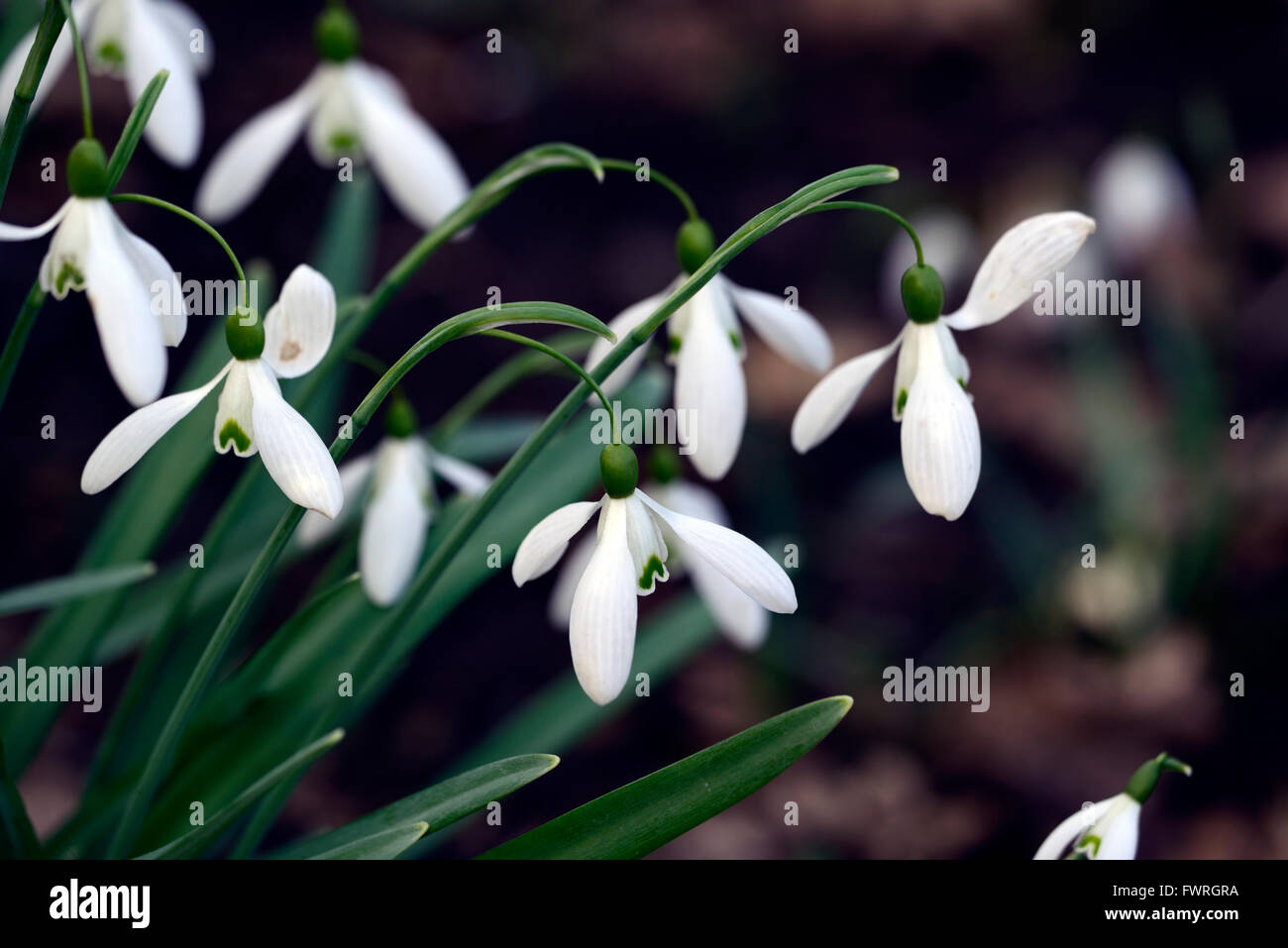 Galanthus nivalis magnet hi-res stock photography and images - Alamy