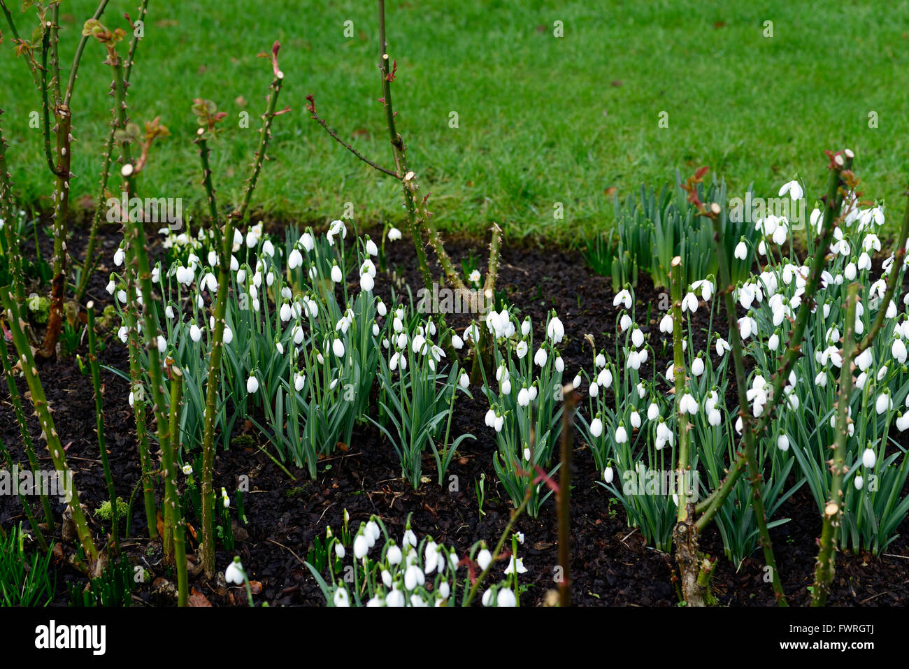 galanthus nivalis sam arnott rose bed snowdrop snowdrops spring flower ...