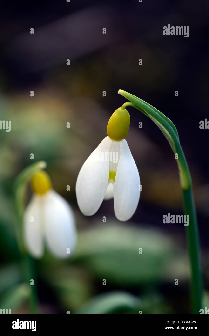 Galanthus Spindlestone Surprise Yellow hybrid snowdrop snowdrops spring ...