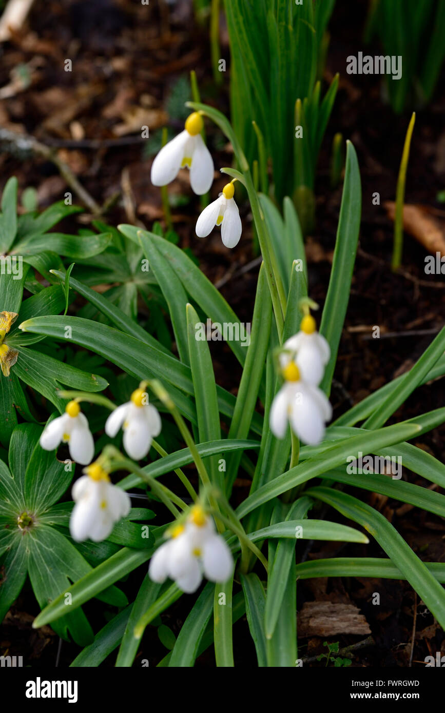 Galanthus Spindlestone Surprise Yellow hybrid snowdrop snowdrops spring ...