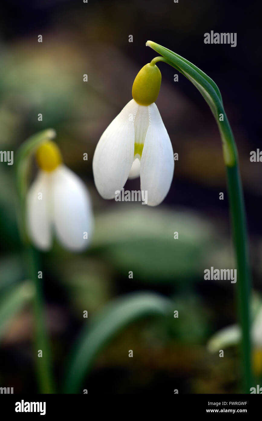 Galanthus Spindlestone Surprise Yellow hybrid snowdrop snowdrops spring ...