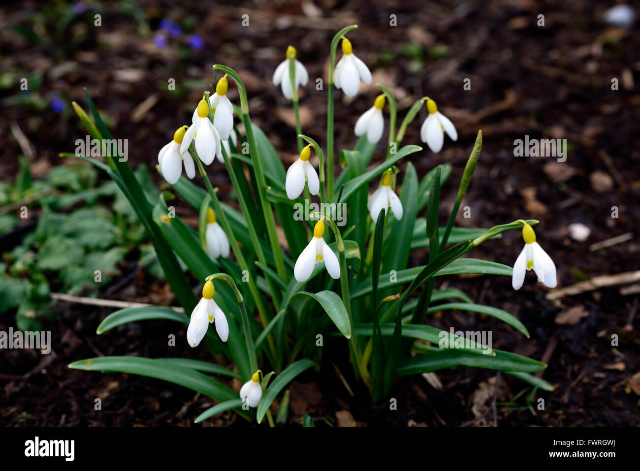 Galanthus Spindlestone Surprise Yellow hybrid snowdrop snowdrops spring ...