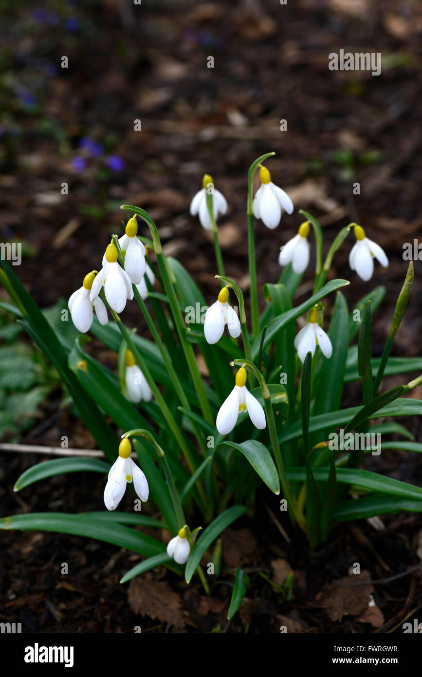 Galanthus Spindlestone Surprise Yellow hybrid snowdrop snowdrops spring ...