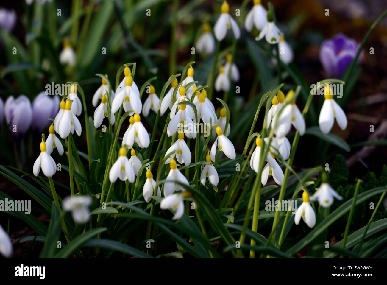 Galanthus Spindlestone Surprise Yellow hybrid snowdrop snowdrops spring ...