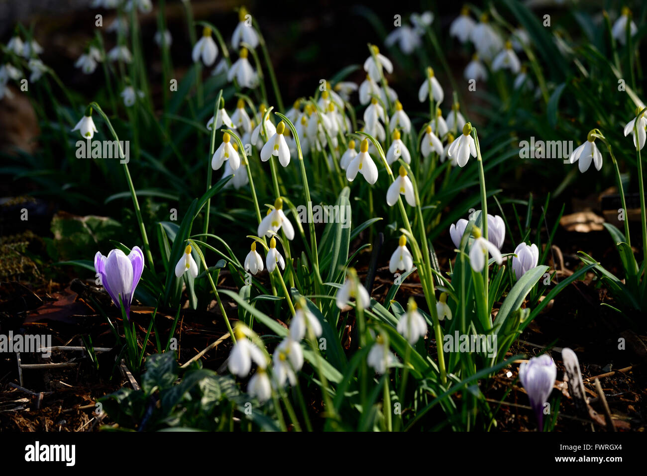 Galanthus Spindlestone Surprise Yellow hybrid snowdrop snowdrops spring ...