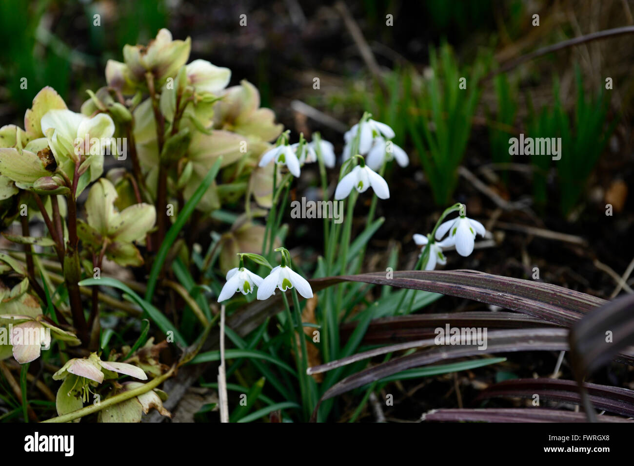 Galanthus greatorex double snowdrop hi-res stock photography and images ...