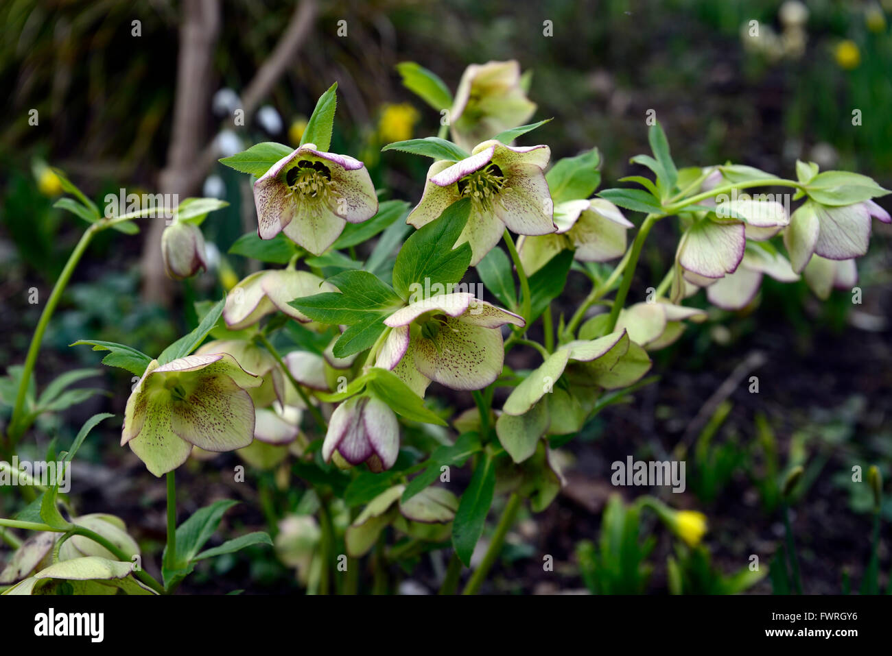 Hellebore helleborus picotee hybrid hybrids spring flower flowers ...
