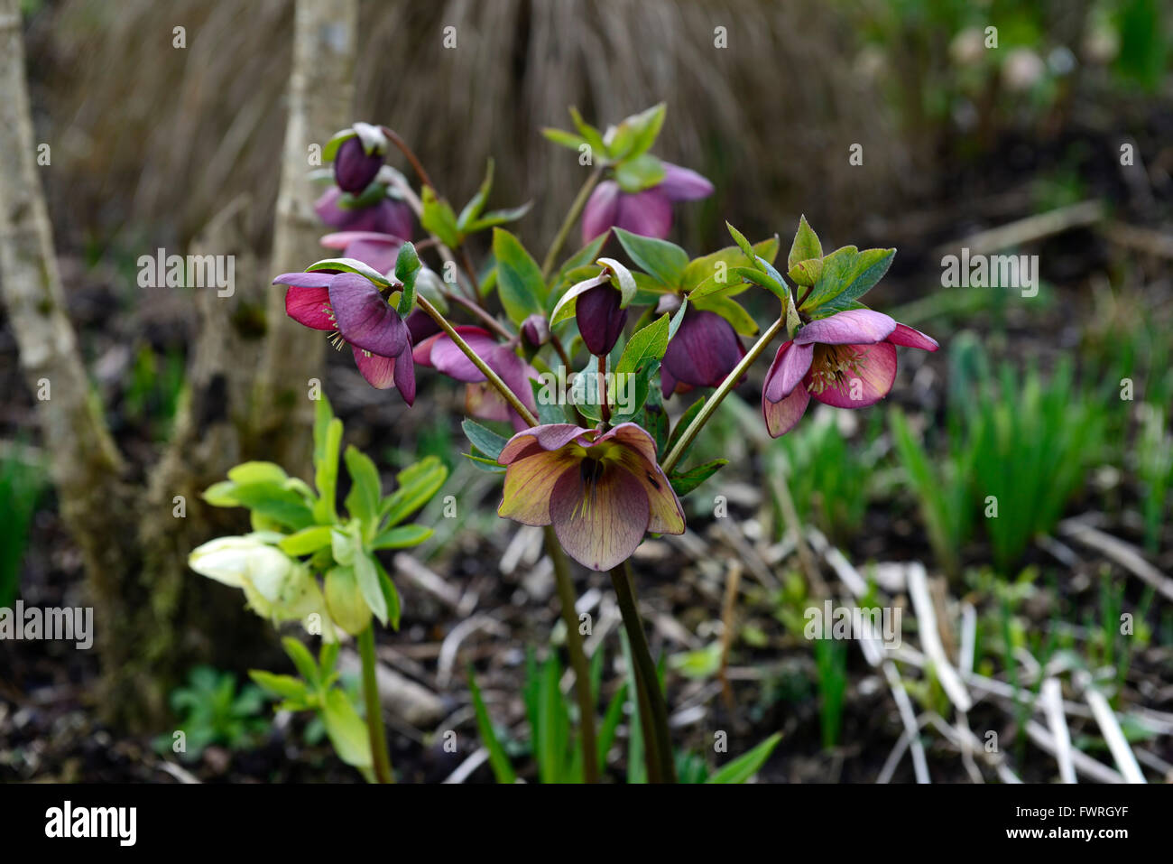 Hellebore helleborus dark pink picotee hybrid hybrids spring flower ...