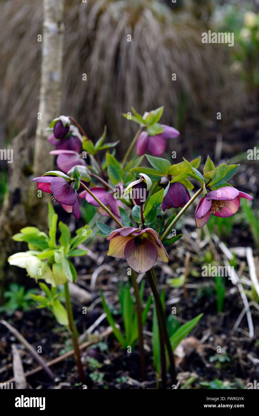 Hellebore helleborus dark pink picotee hybrid hybrids spring flower ...