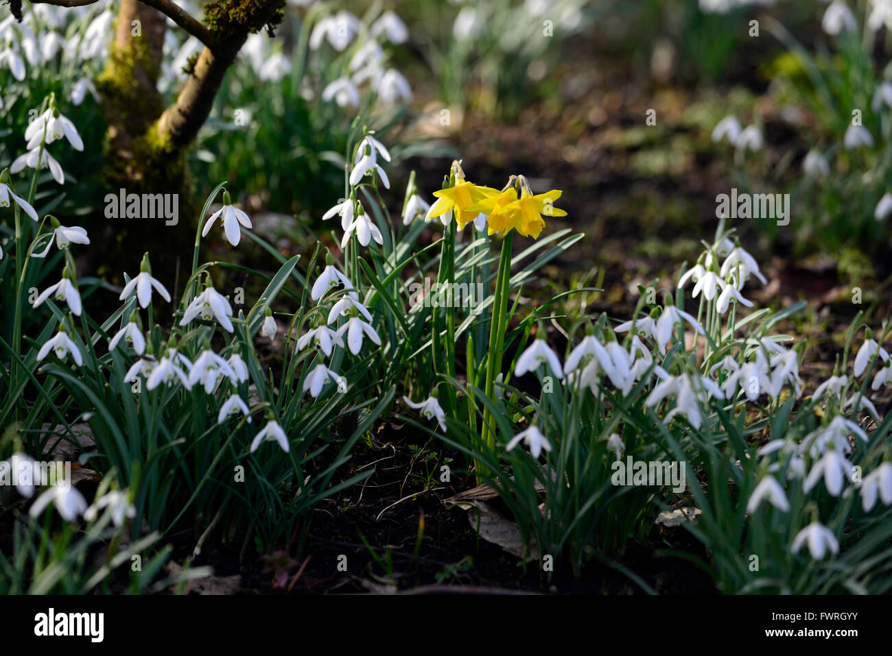 galanthus nivalis Magnet snowdrop snowdrops narcissus tete a tete mixe ...