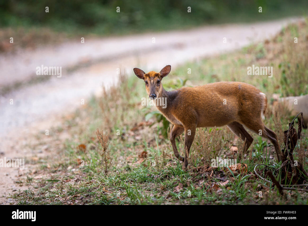 Indian muntjac [Muntiacus muntjak] or Barking deer at Jim Corbett ...