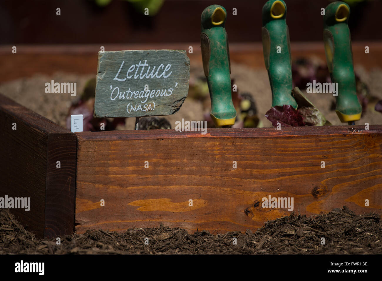 Close up showing the "outredgeous' lettuce variety planted by U.S First ...