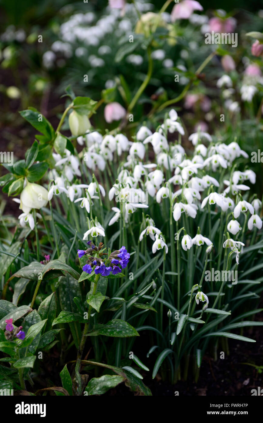 Cordelia hi-res stock photography and images - Alamy