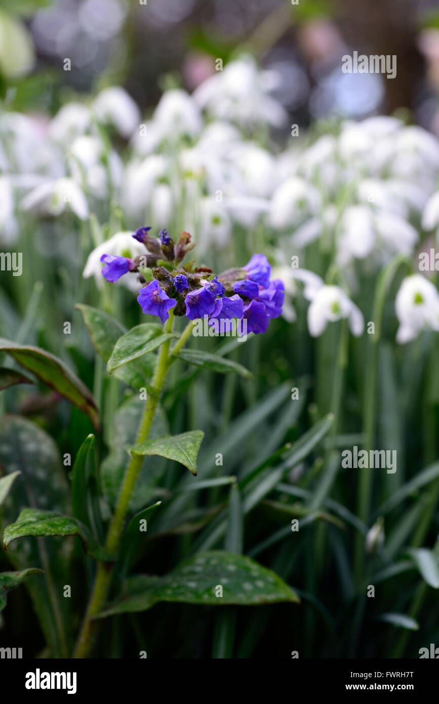 Cordelia hi-res stock photography and images - Alamy