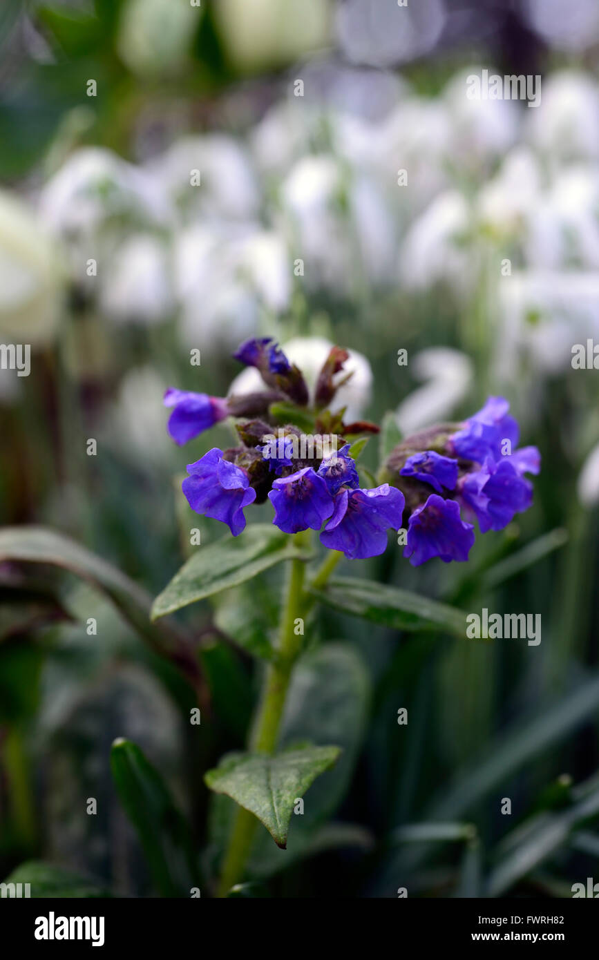 pulmonaria blur ensign galanthus cordelia spring flower flowers ...