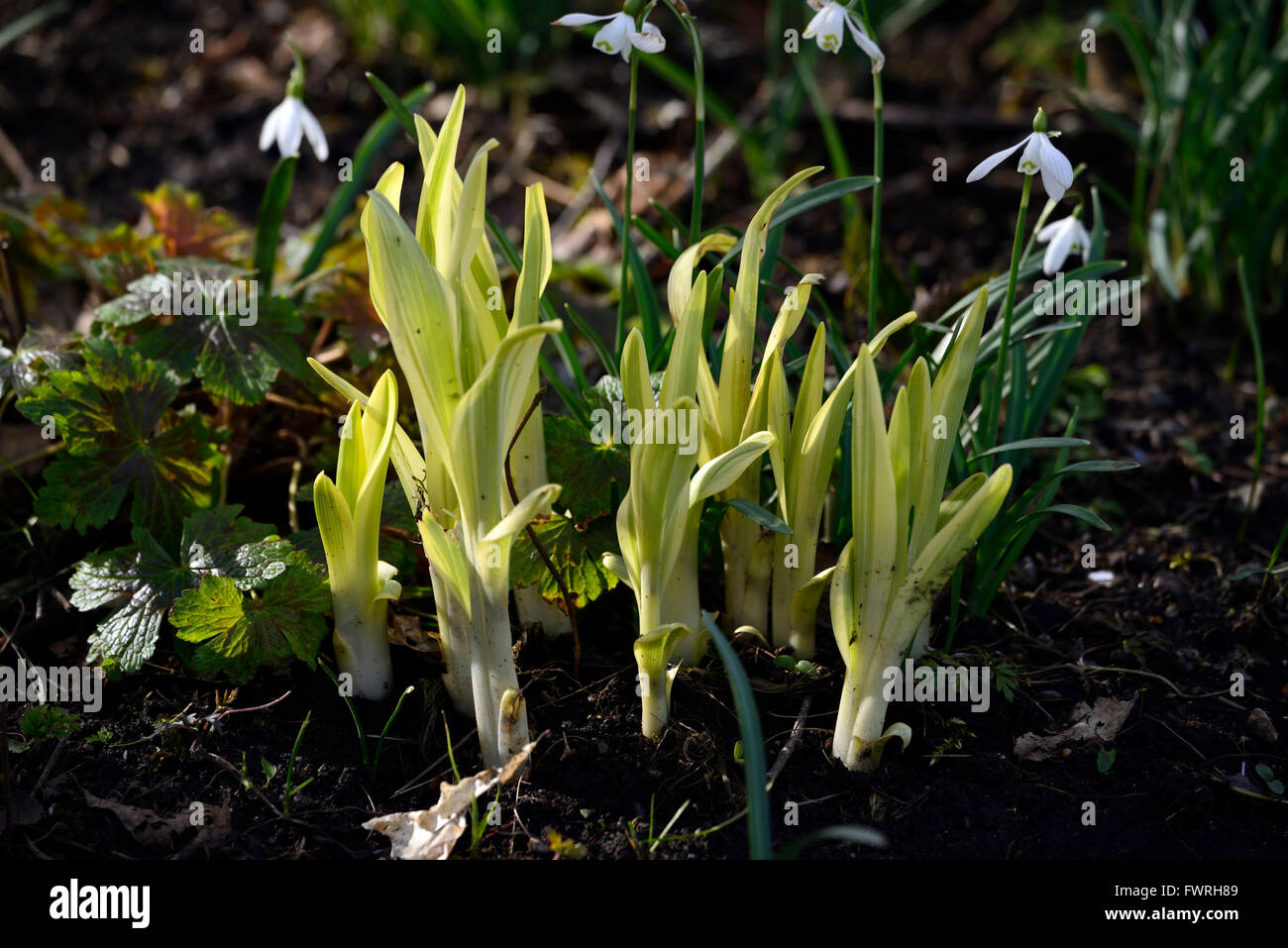 shoot shoots tip tips new growth emerge emerging spring RM Floral Stock ...