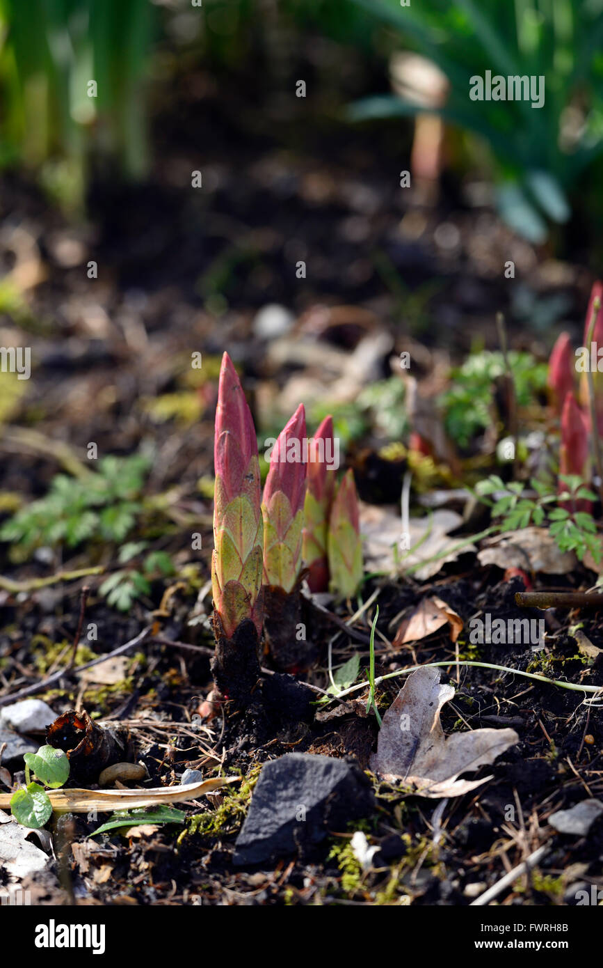 shoot shoots tip tips new growth emerge emerging spring RM Floral Stock ...