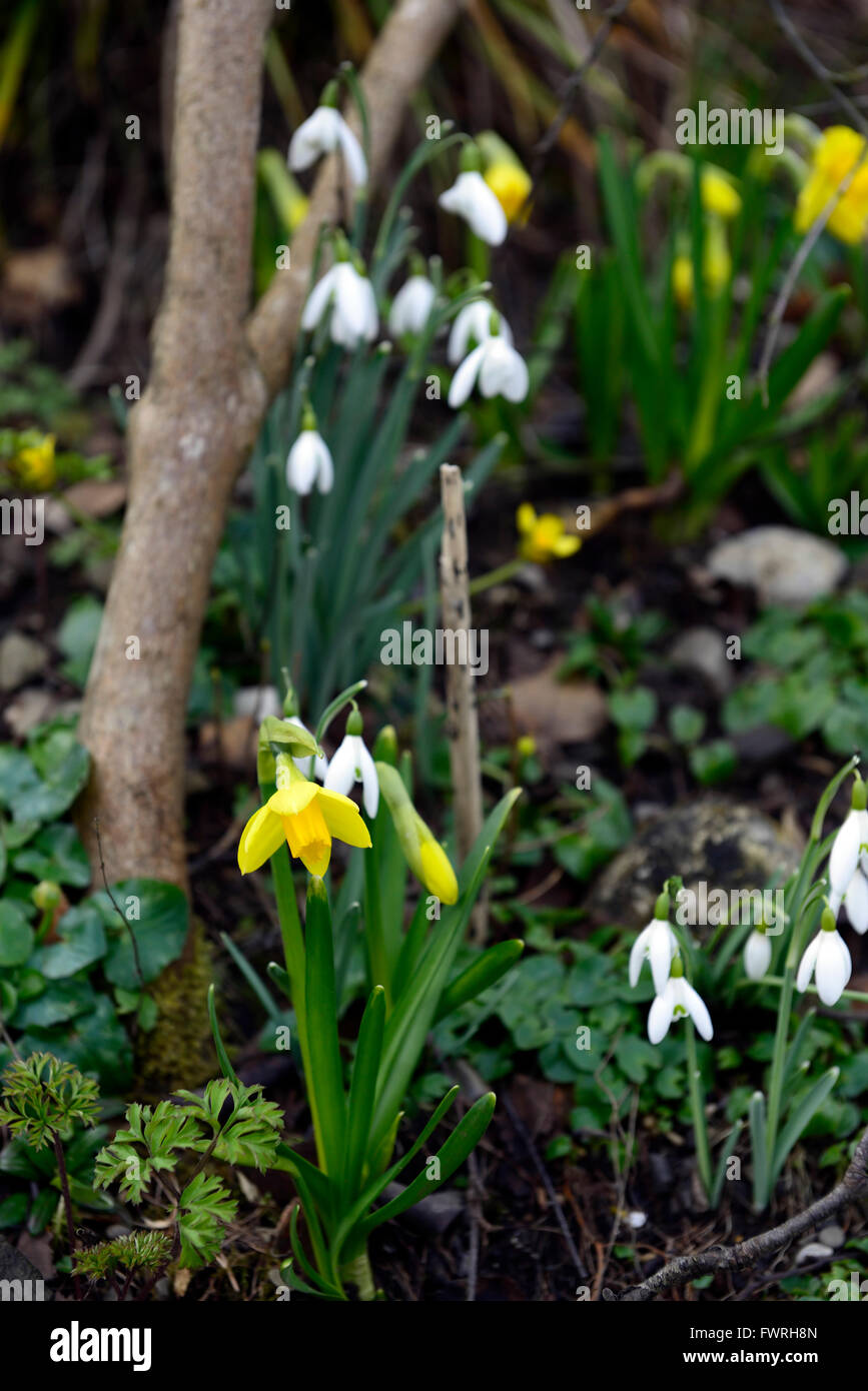 narcissus tete a tete galanthus nivalis white yellow flowers flower ...