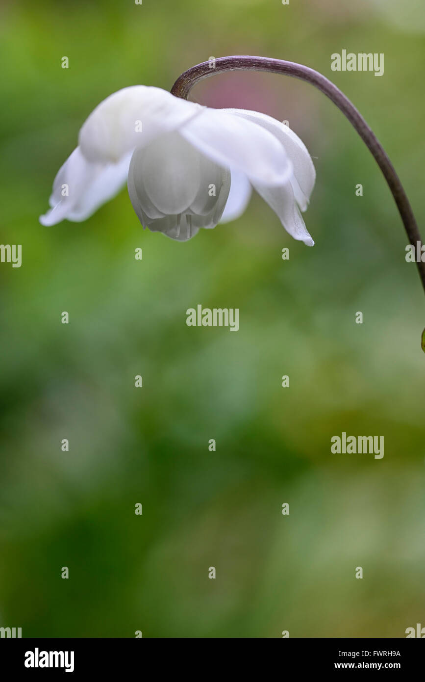 Anemonopsis macrophylla alba white flower flowers rare woodland ...