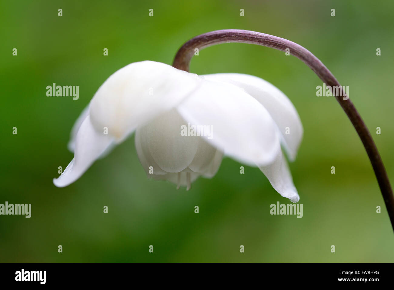 Anemonopsis macrophylla alba white flower flowers rare woodland ...