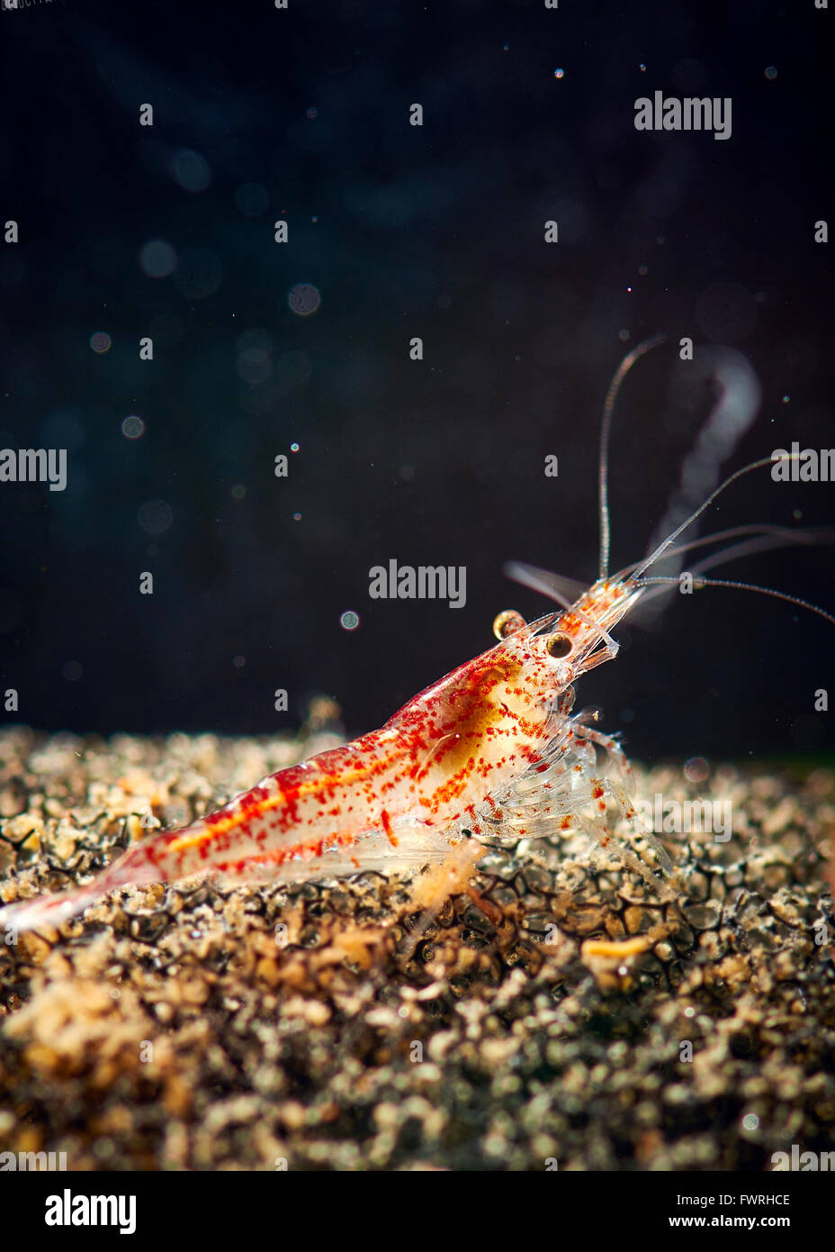 Camel shrimp hi-res stock photography and images - Alamy