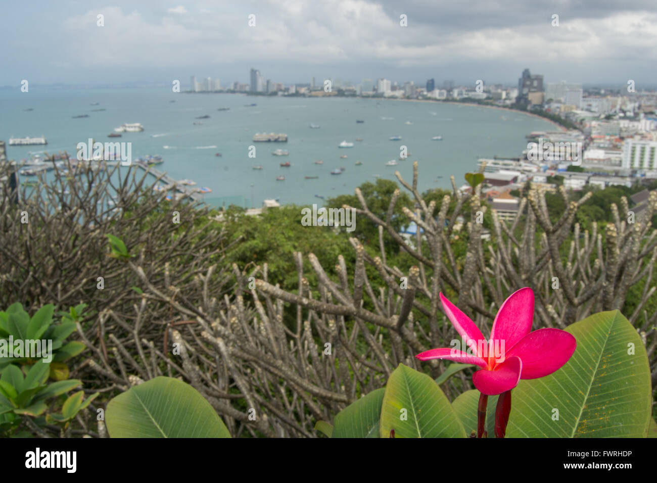 Flower panorama background hi-res stock photography and images - Alamy