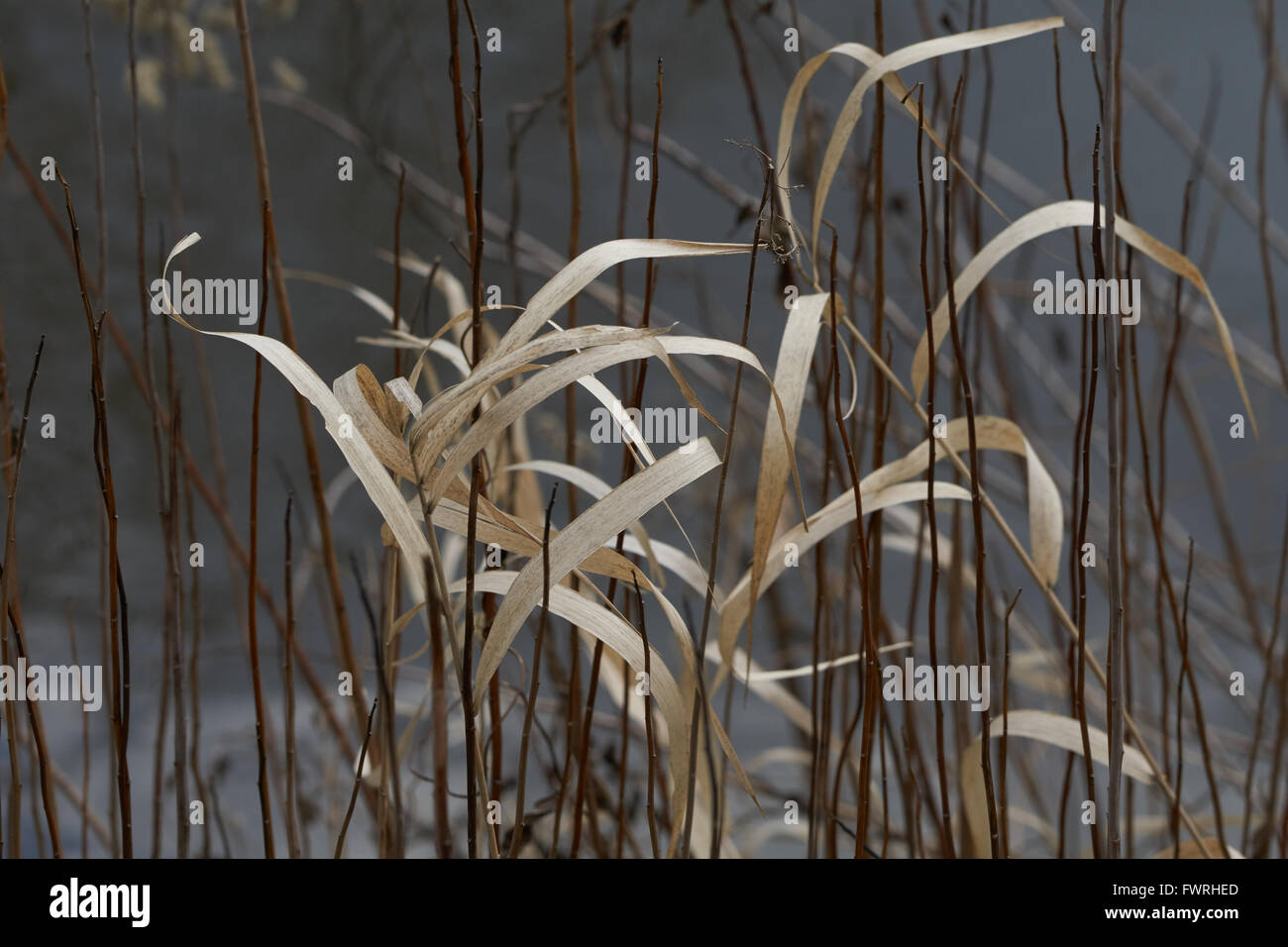 Spring river landscape dry grass hi-res stock photography and images ...