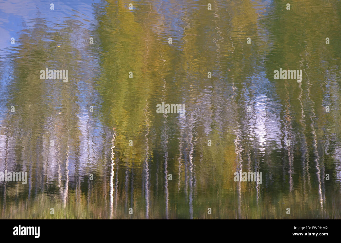 Birch trees reflected in the water surface in autumn Stock Photo - Alamy