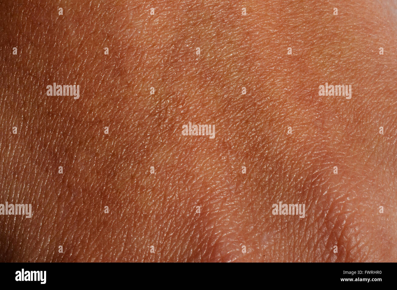 Macro of human hand skin and fur for background or texture Stock Photo ...