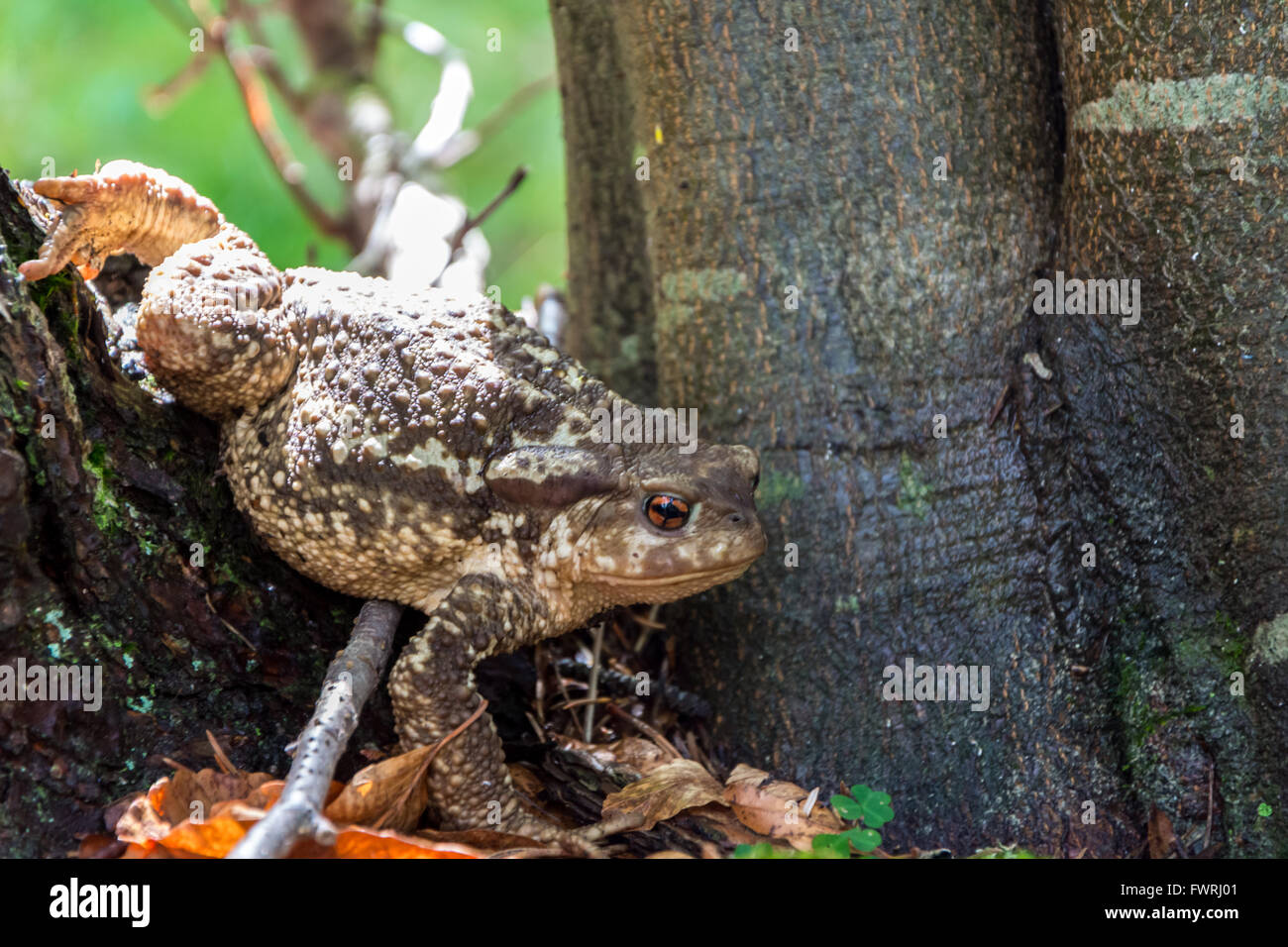 A common toad climbing over a tree trunk Stock Photo - Alamy