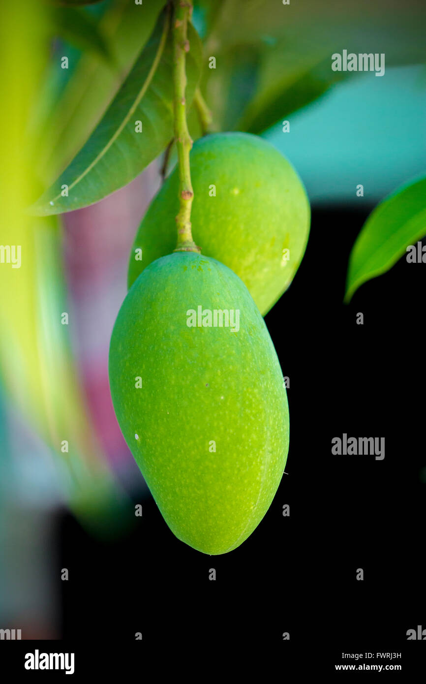 Mango trees in bangladesh hi-res stock photography and images - Alamy