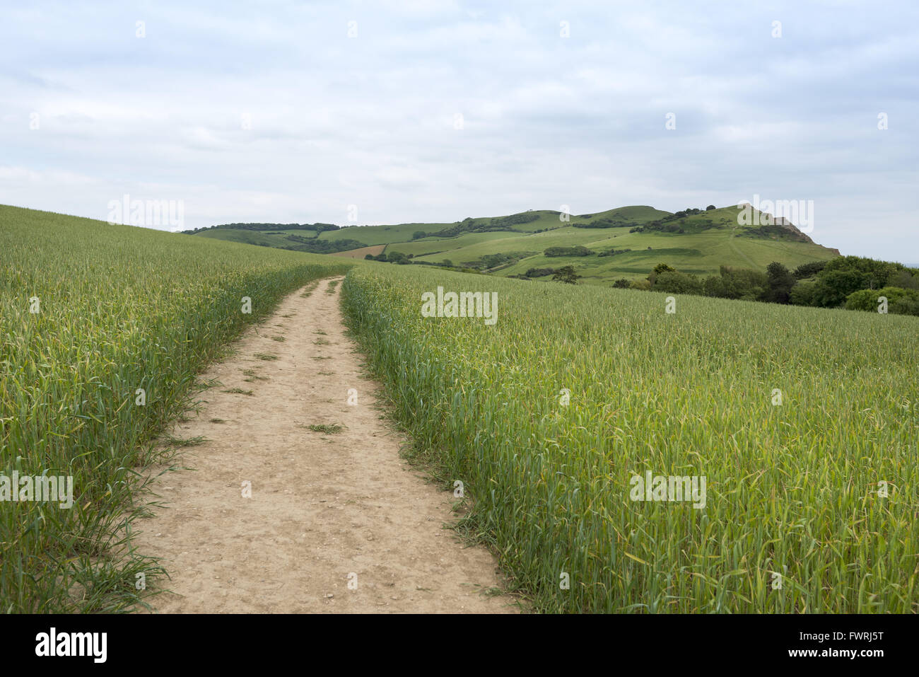 Pathway through wheat field on the South West Coastal Path near Golden ...