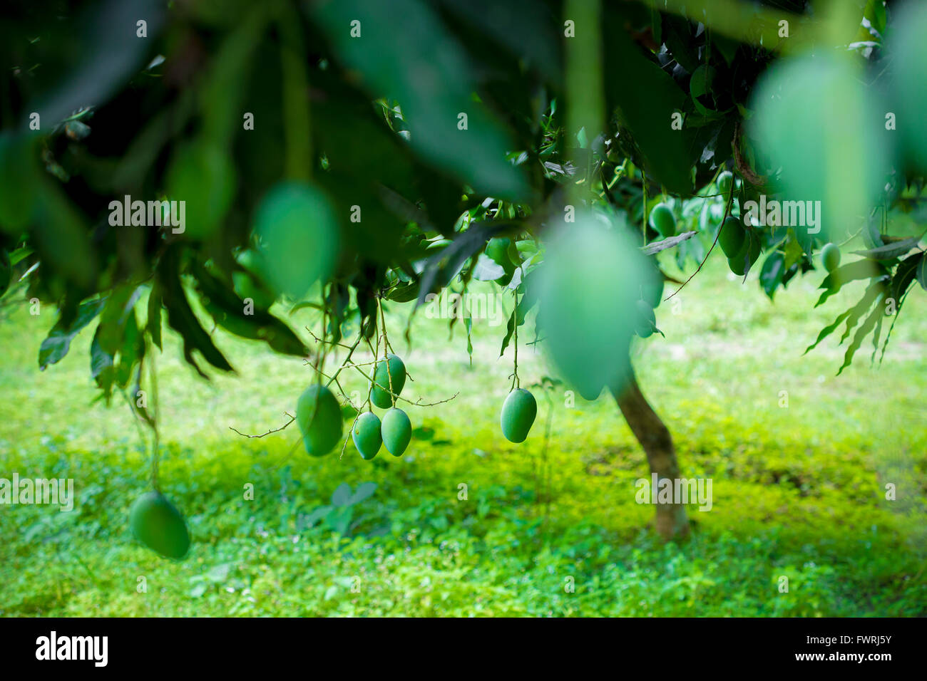 Mango tree in bangladesh hi-res stock photography and images - Alamy