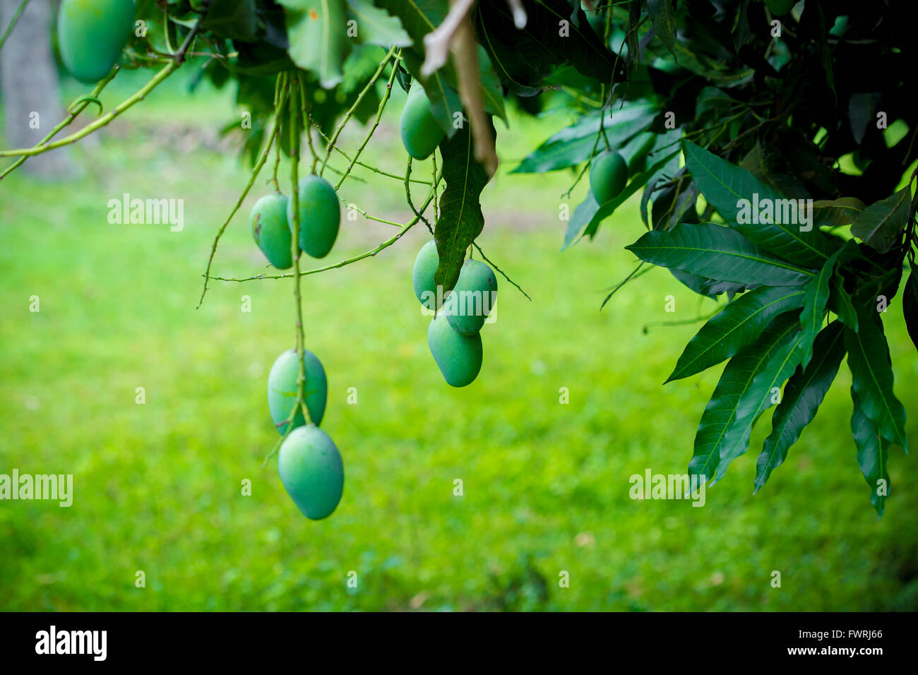 Mango tree in bangladesh hi-res stock photography and images - Alamy