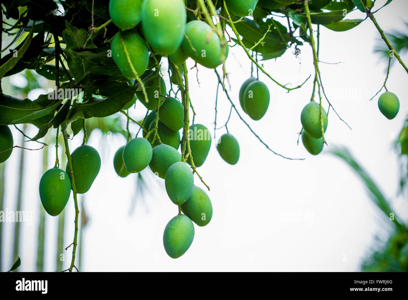 Mango trees in bangladesh hi-res stock photography and images - Alamy