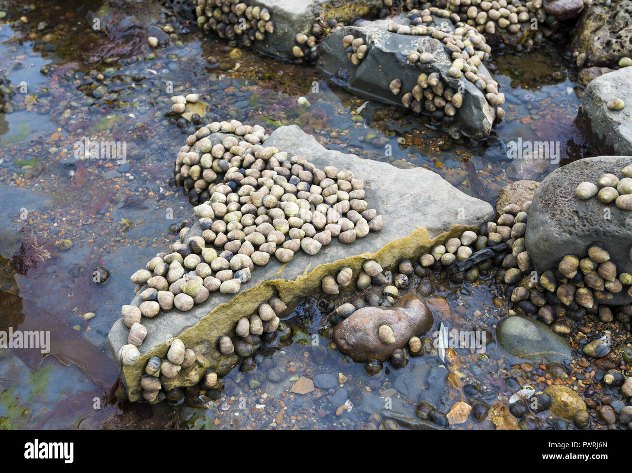 Sea snails exposed on rocks after the low tide in Lyme Regis, Dorset ...