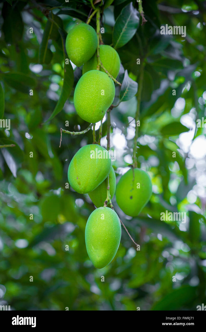 Mango tree in bangladesh hi-res stock photography and images - Alamy