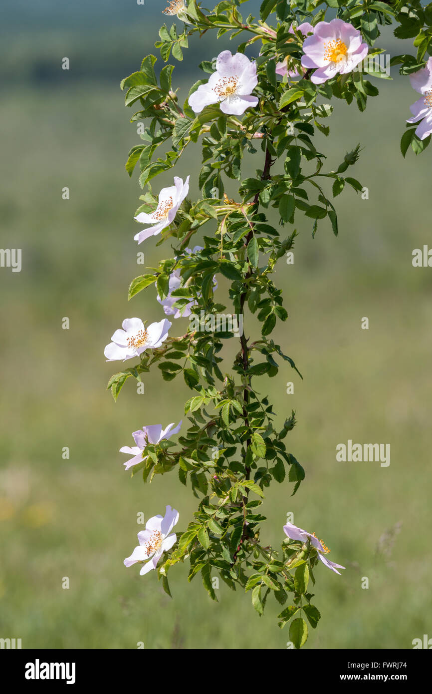 Wild rose bush hi-res stock photography and images - Alamy