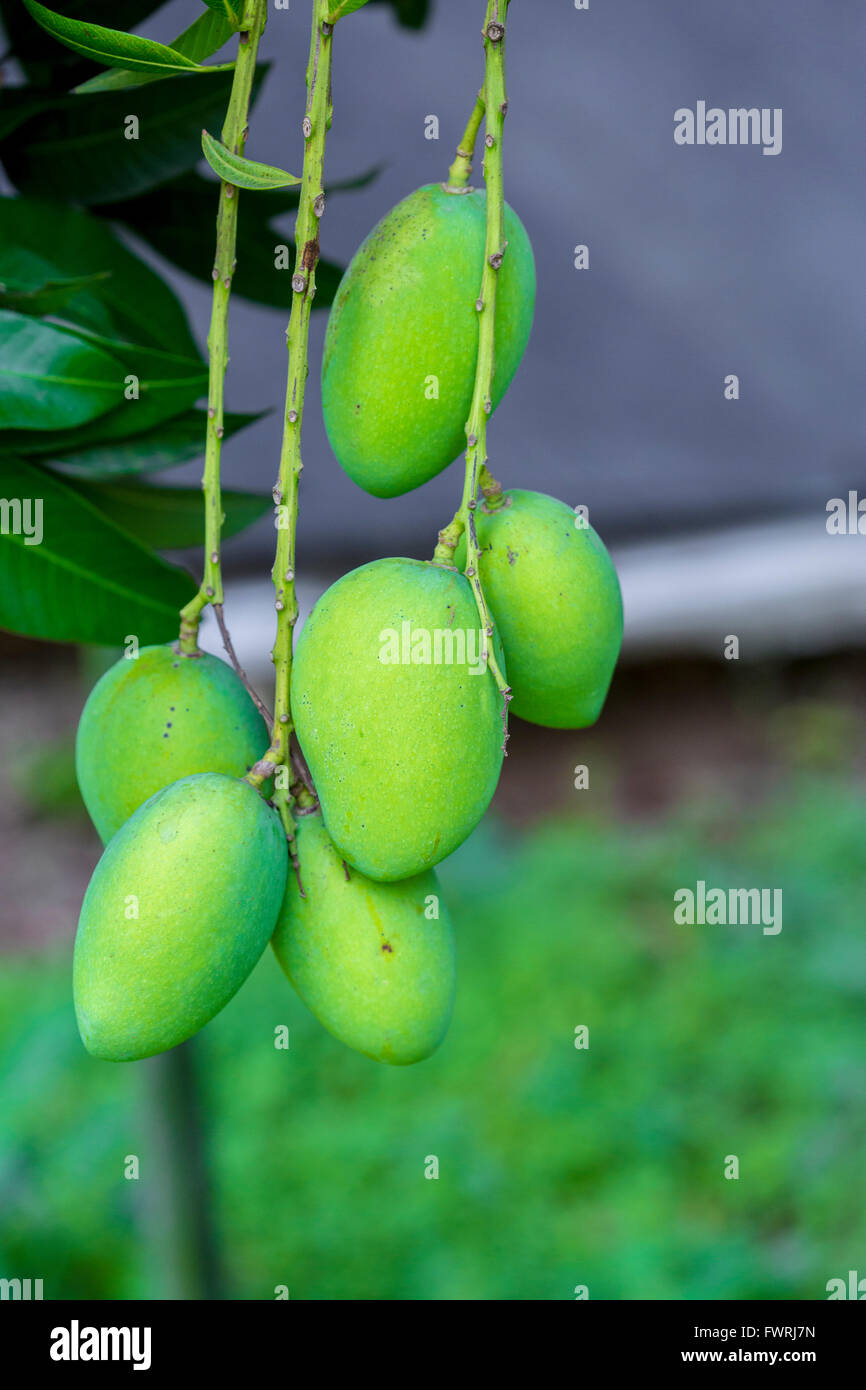 Mango trees in bangladesh hi-res stock photography and images - Alamy