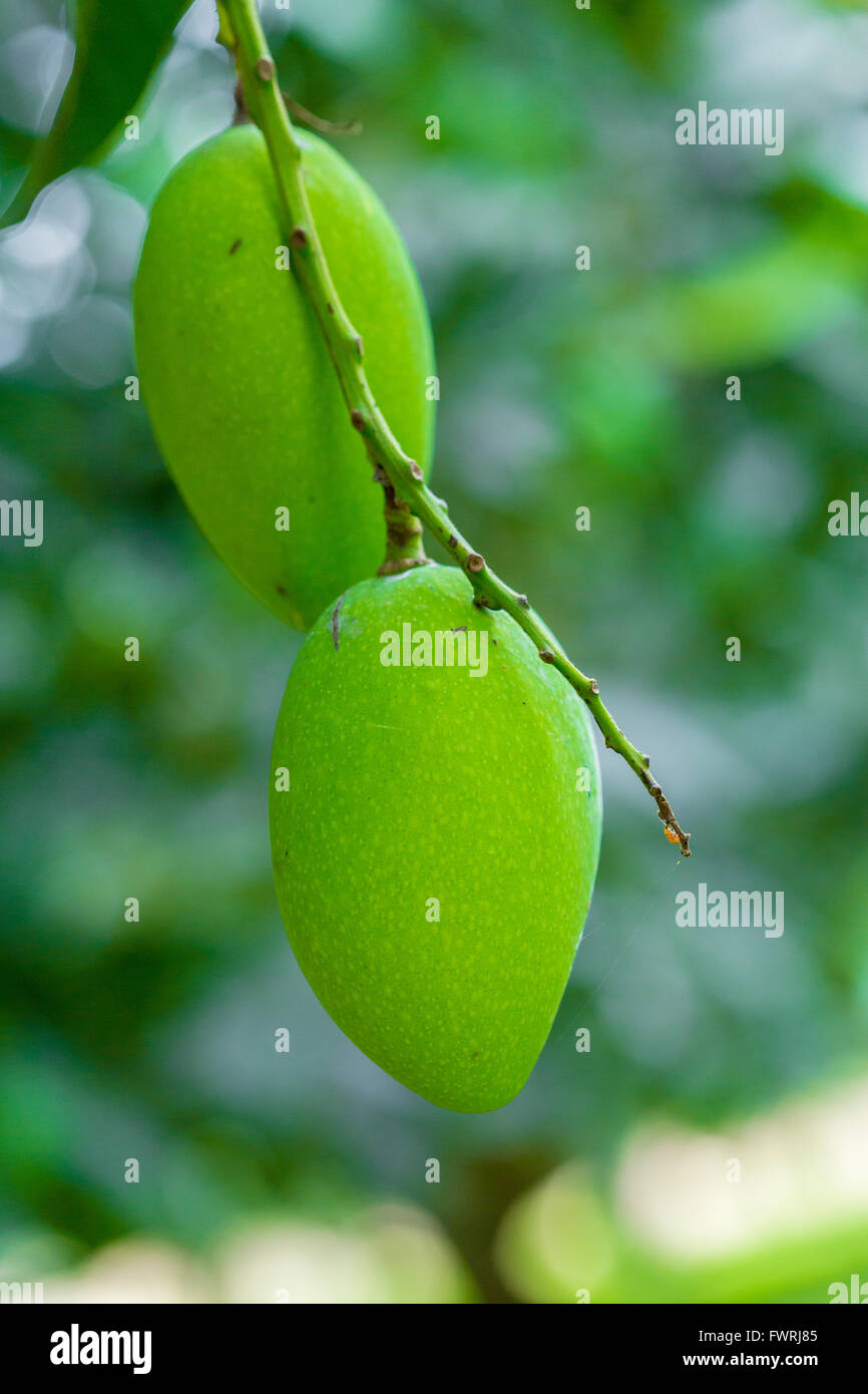 Mango tree in bangladesh hi-res stock photography and images - Alamy
