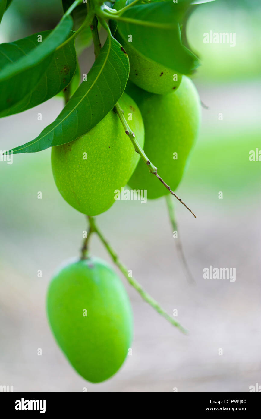 Mango trees in bangladesh hi-res stock photography and images - Alamy
