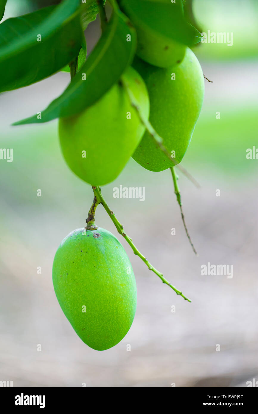 Bangladesh mango tree hi-res stock photography and images - Alamy