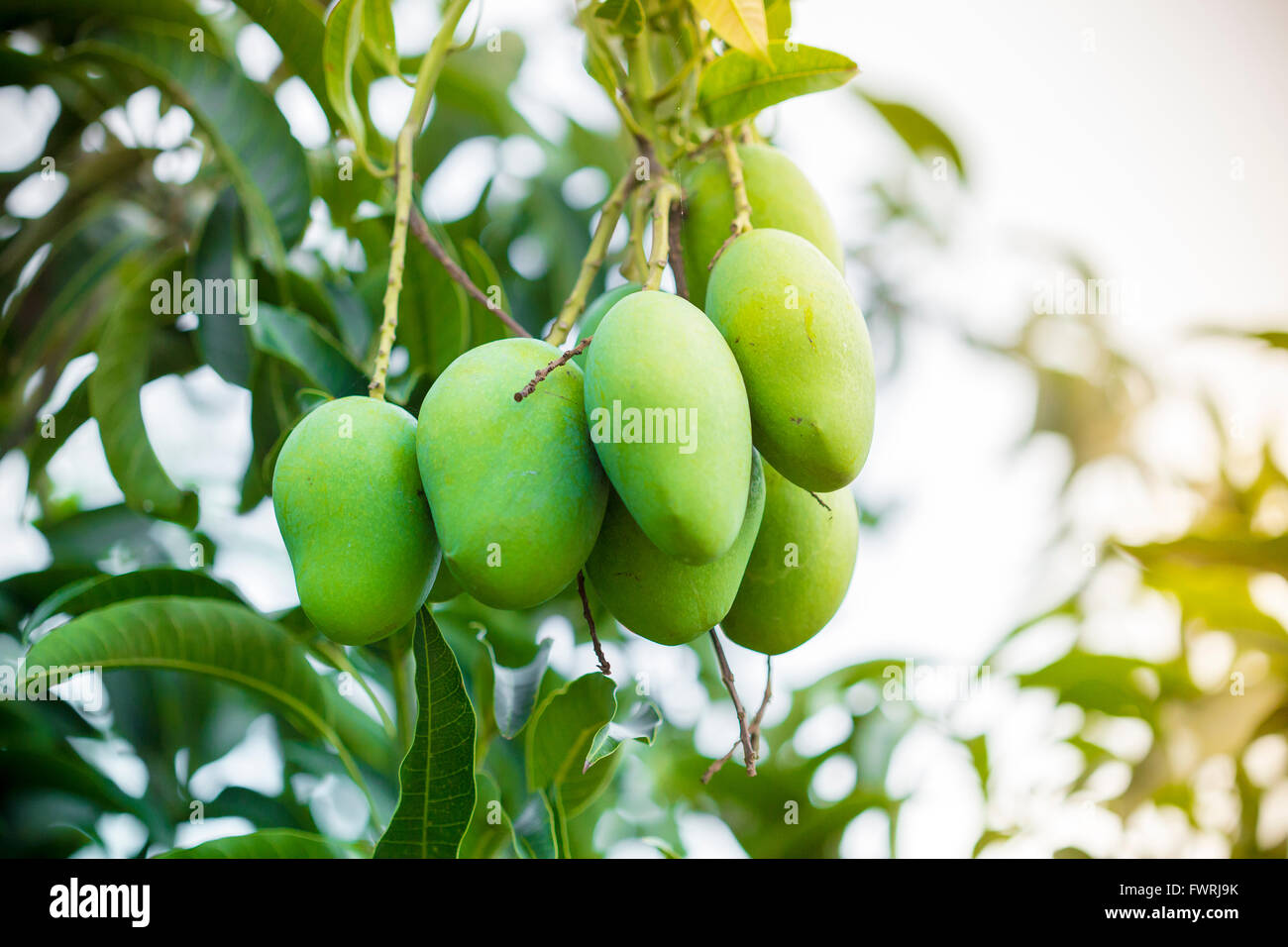 Bangladesh mango tree hi-res stock photography and images - Alamy