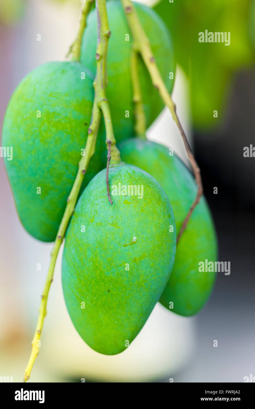 Mango tree in bangladesh hi-res stock photography and images - Alamy