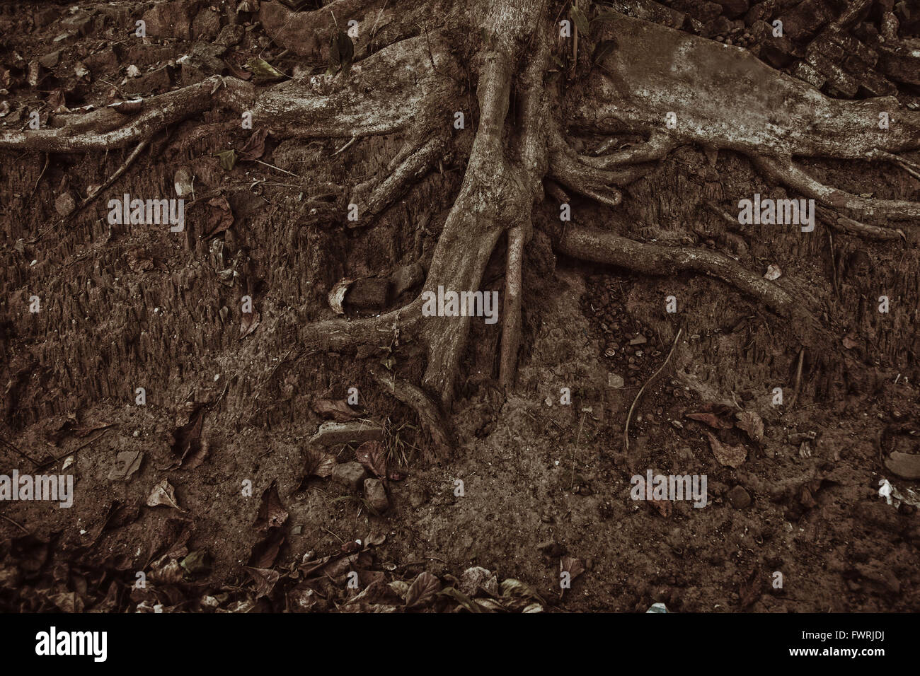 Roots sticking out hi-res stock photography and images - Alamy